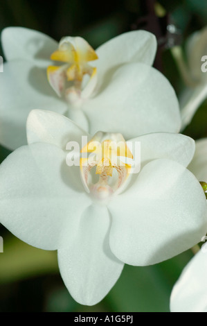 White flowers with yellow centers bloom on potato plants in a garden ...