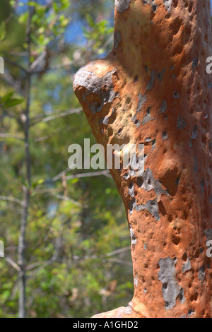 Eucalyptus tree trunk holes Stock Photo - Alamy