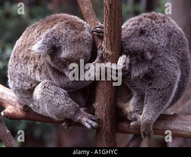 Two koalas sleeping in a tree in identical poses in Currumbin Wildlife Sanctuary, Australia ...
