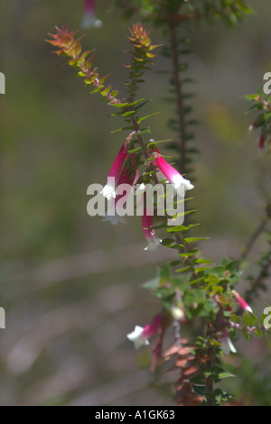 Tiny pink species fuchsia Stock Photo - Alamy