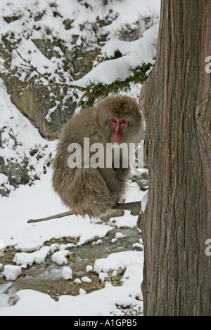 Japanese macaque or snow japanese monkey (Macaca fuscata) baby, Japan ...