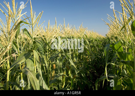 Corn field, tassel stage, pollen producing male flowers Stock Photo - Alamy