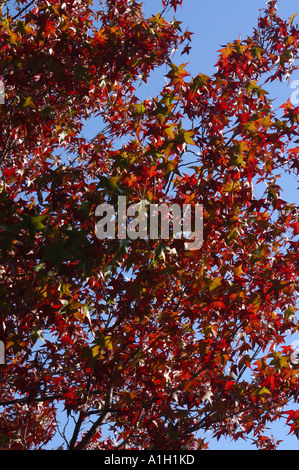 Liquid Amber Tree Stock Photo - Alamy