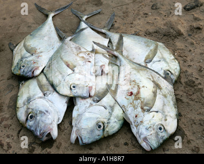 Bakau fish market, Bakau, near Banjul, Gambia, West Africa, Africa ...