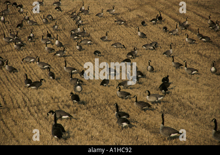 Canadian geese feeding in a harvested corn field, New York, USA Stock ...