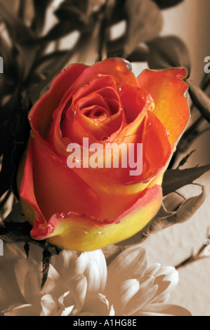 rose bud with dew drops Stock Photo - Alamy