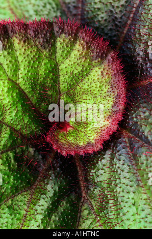 A close up of the foliage of Begonia 'Curly Fireflush' (Rex Begonia ...