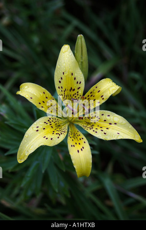 Lilium Sun Ray Lily Stock Photo - Alamy