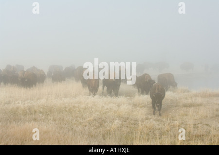 Bison (Bison bison) walking in the mist, early morning, Yellowstone ...