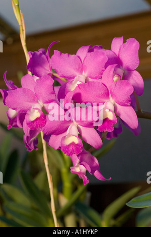 Cattleya or Cattleya (Cattleya) orchids, beautiful flowers, fragrant ...