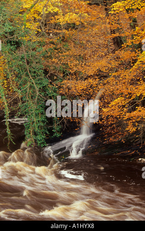 River Dane in Wincle, Peak district Cheshire Derbyshire border UK Stock ...