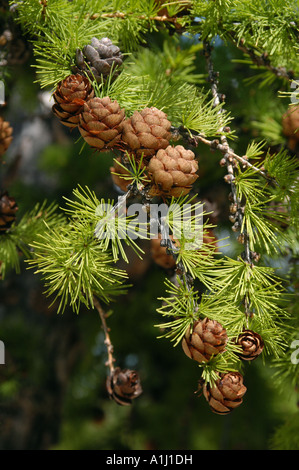 Larch with cones on Baikal Lake in Siberia, Russia and branch with ...
