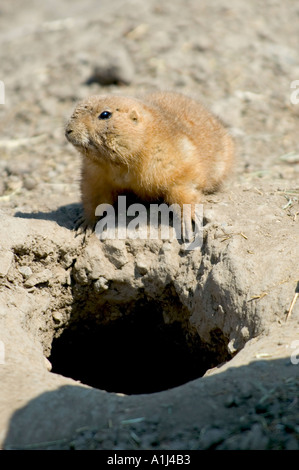 Prairie Dogs on display at the Detroit Zoo Stock Photo - Alamy
