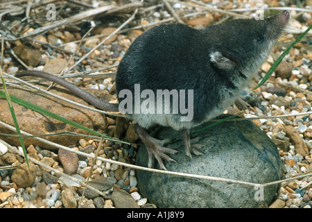 Water Shrew Neomys fodiens Standing on hind legs showing belly Stock ...