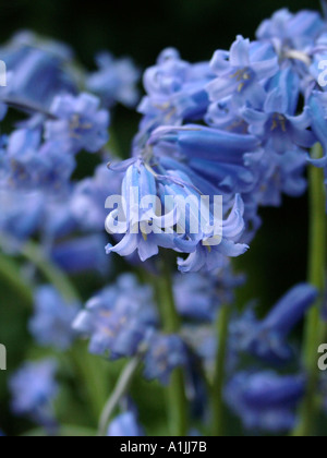 Closeup of bluebell grass flower Stock Photo - Alamy