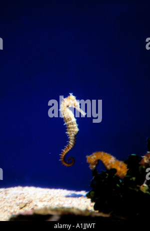 small sea creature swimming upright in the red sea Stock Photo - Alamy