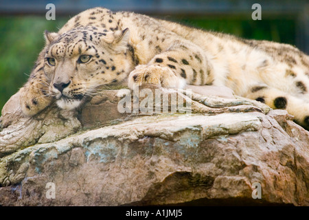 A beautiful shot of a leopard lying on the wooden structure and having ...