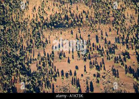 Aerial view of native Australian forest and mountains at sunset Stock ...
