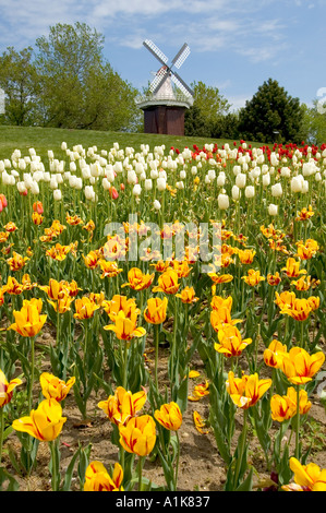 Holland Michigan Tulip Festival Windmill and Tulip Flowers Stock Photo ...