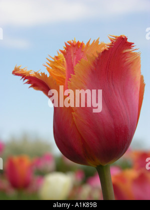 Holland Michigan Tulip Festival Tulip Flower Gardens Stock Photo - Alamy