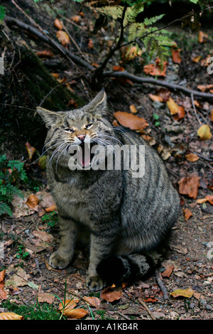 European Wildcat, Felis silvestris, hissing Stock Photo - Alamy