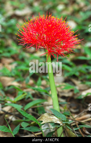 Red Haemanthus Blood Lily Haemanthus sanguineus Stock Photo - Alamy