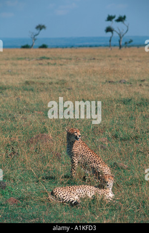 Cheetahs in the African savanna. Safari in the savannah of Serengeti ...