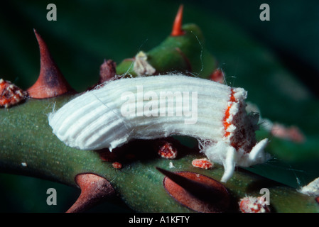 Cottony cushion scale insect (Icerya purchasi) on a lemon leaf Stock ...