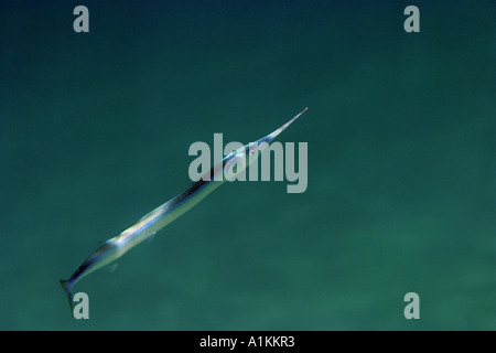 needlefish,garfish,belone belone, Halkidiki,Greece,Aegean,Mediterranean ...