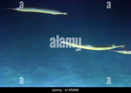 needlefish,garfish,belone belone, Halkidiki,Greece,Aegean,Mediterranean ...