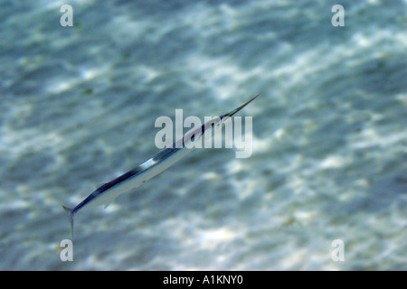 needlefish,garfish,belone belone, Halkidiki,Greece,Aegean,Mediterranean ...
