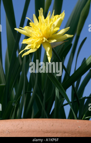 Yellow Narcissus 'Rip van Winkle' double daffodil in flower Stock Photo - Alamy