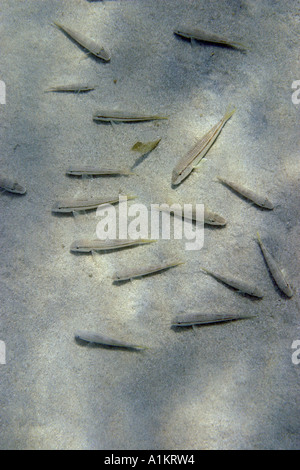 red mullet, plain red mullet (Mullus barbatus), freshly caught red ...