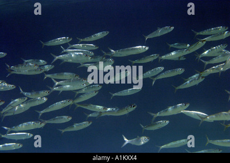 sardine,round sardinella,sardinella aurita,Halkidiki,Greece,Aegean ...