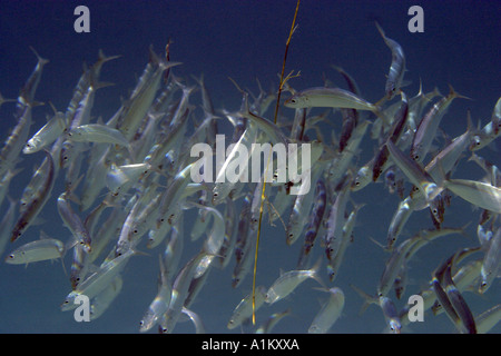 sardine,round sardinella,sardinella aurita,Halkidiki,Greece,Aegean ...