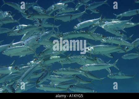 sardine,round sardinella,sardinella aurita,Halkidiki,Greece,Aegean ...