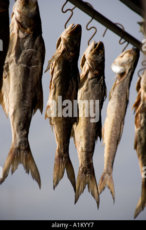 Dried Fish Display Macau Stock Photo - Alamy