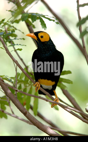 Yellow-faced mynah (Mino dumontii), four adult birds searching food in ...