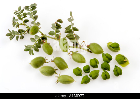 Green Grams with white background Stock Photo - Alamy
