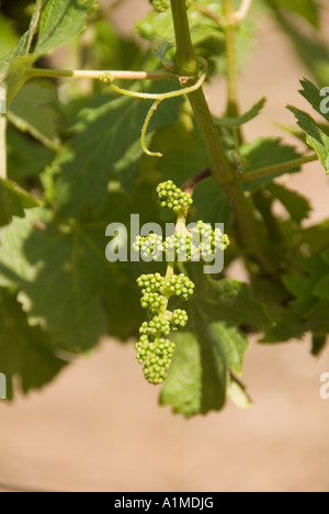 Vineyards at the Concha y Toro winery, near Santiago, Chile Stock Photo ...
