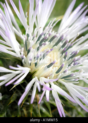 Galactites Tormentosa boar thistle Stock Photo - Alamy