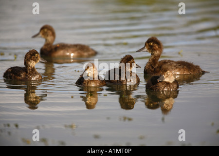 Ducklings swimming in Tern Lake Kenai Peninsula Chugach National Forest ...