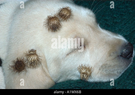 yellow lab puppy dog with burdock burrs caught in its coat Stock Photo ...