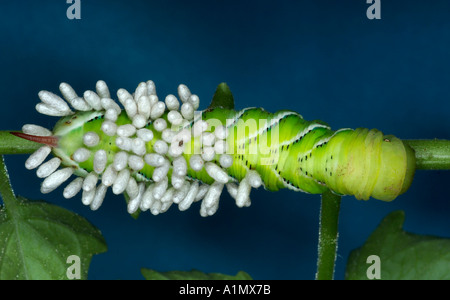 sphinx moth caterpillar covered with braconid wasp cocoons Stock Photo ...