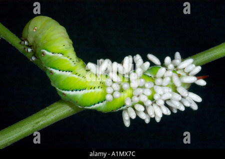 sphinx moth caterpillar covered with braconid wasp cocoons Stock Photo ...