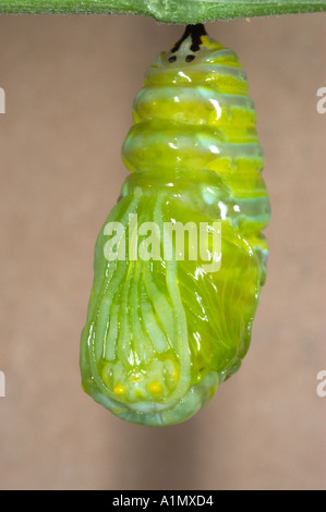 Monarch chrysalis early stage just after the caterpillar has shed its ...