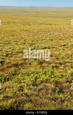 Arctic coastal plains Stock Photo - Alamy
