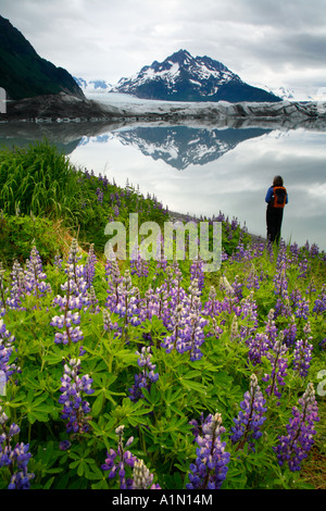 Lupine Cordova Chugach National Forest Alaska Stock Photo - Alamy