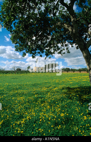 sa coma on mallorca island Stock Photo - Alamy