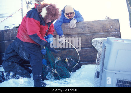 Injured Bald Eagle Stock Photo - Alamy